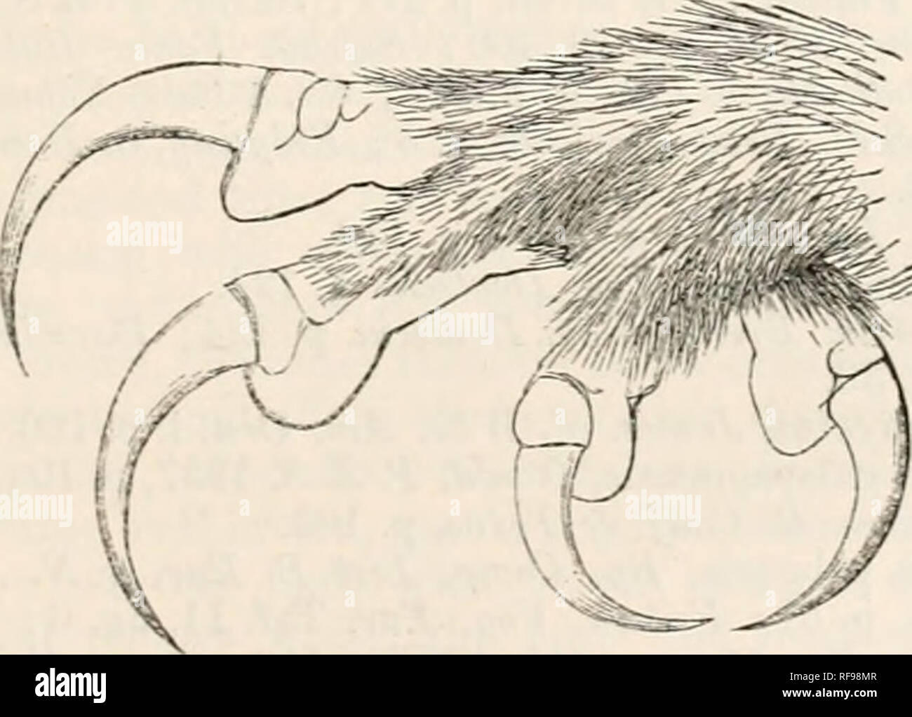 Faint wing bars hi-res stock photography and images - Alamy