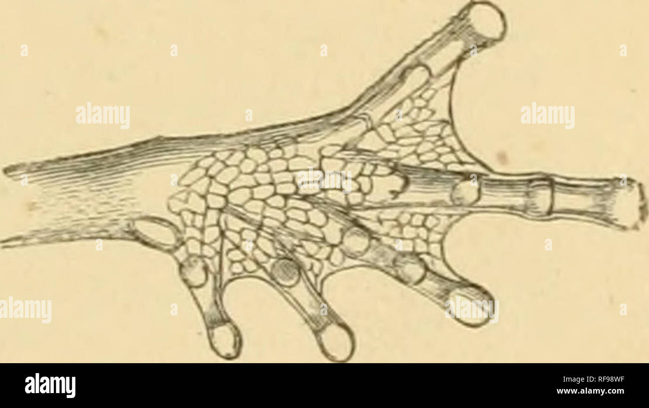 . Catalogue of the Batrachia Salientia s. Ecaudata in the collection of ...