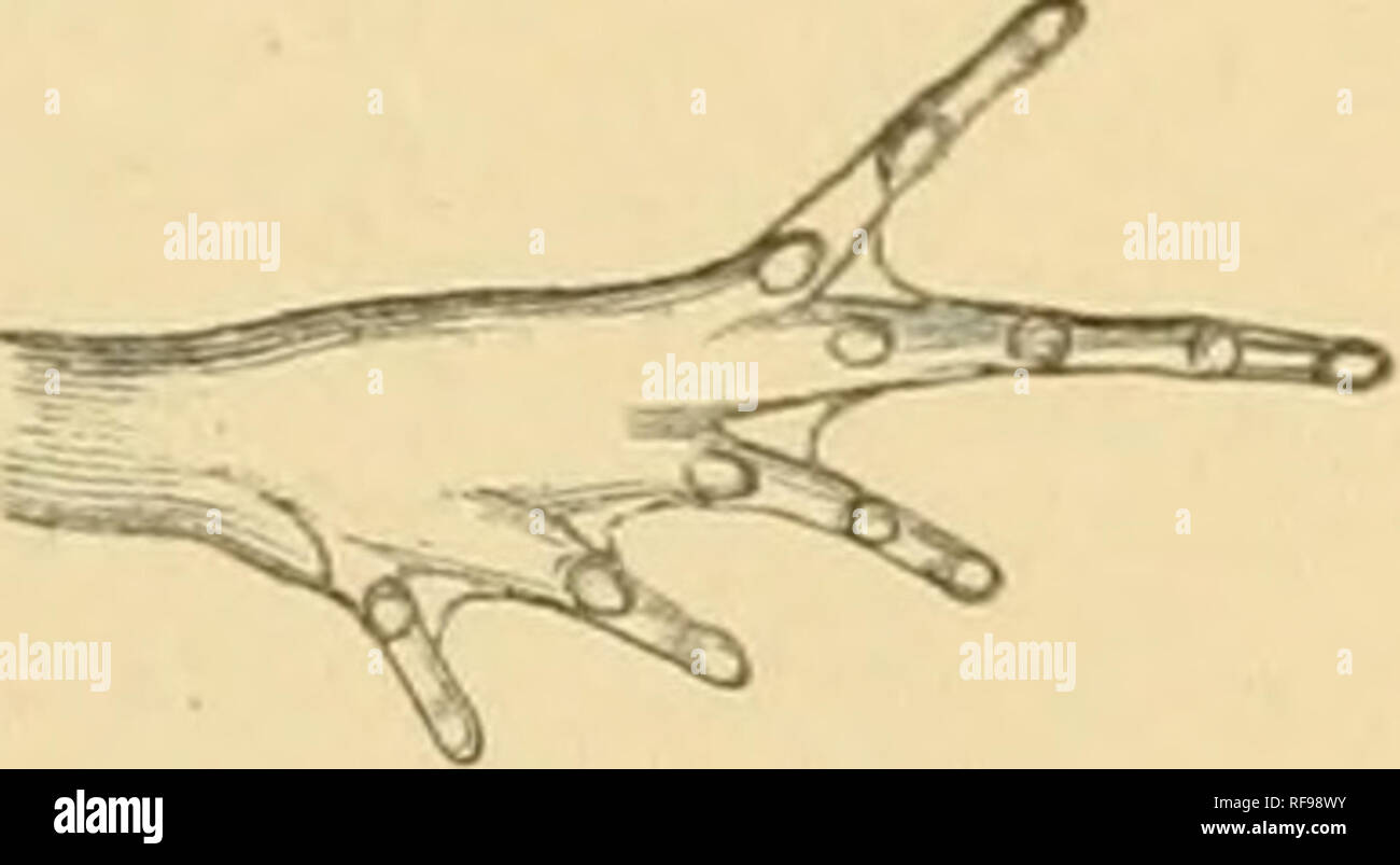 . Catalogue of the Batrachia Salientia s. Ecaudata in the collection of ...