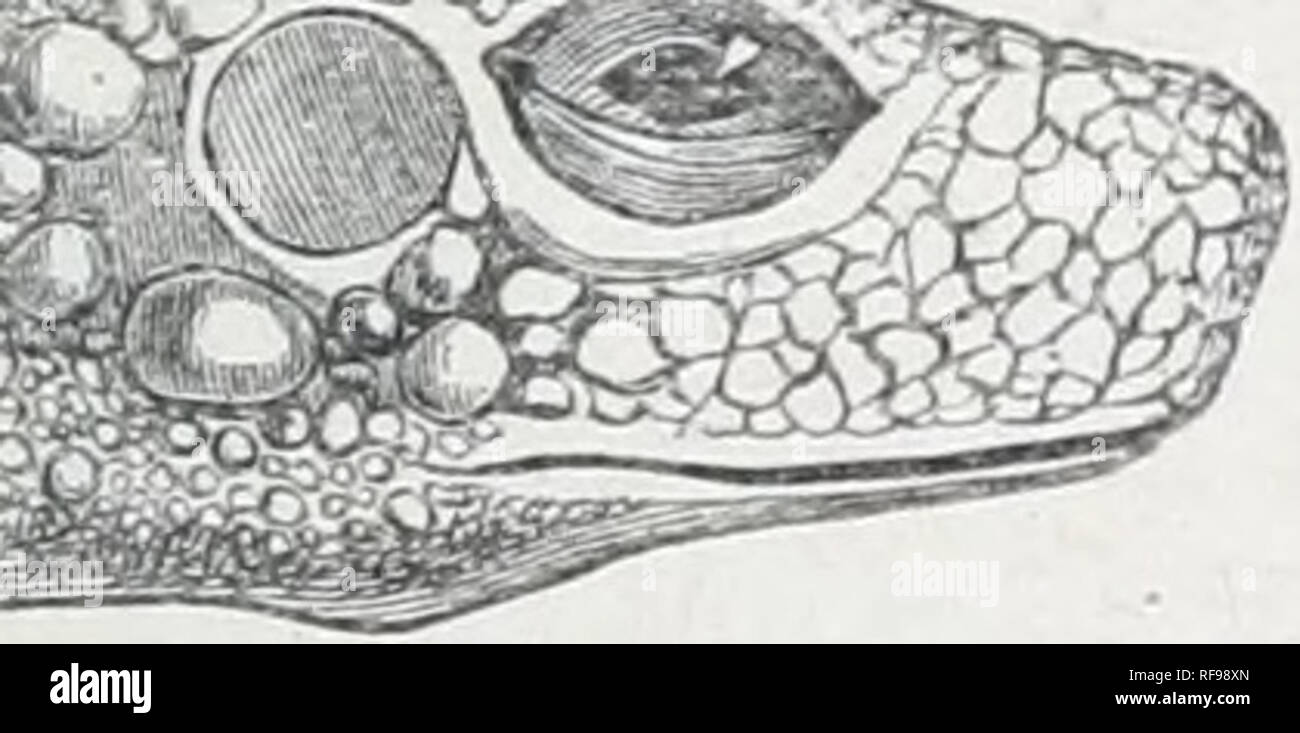 . Catalogue of the Batrachia Salientia s. Ecaudata in the collection of ...