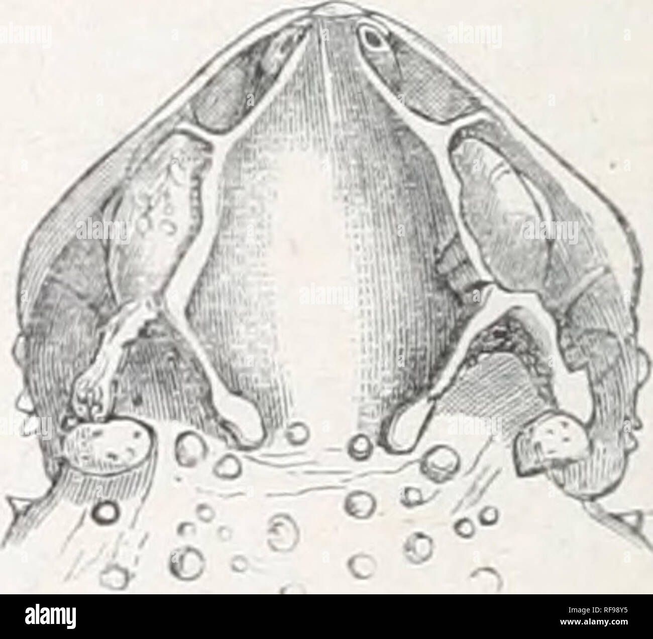. Catalogue of the Batrachia Salientia s. Ecaudata in the collection of ...