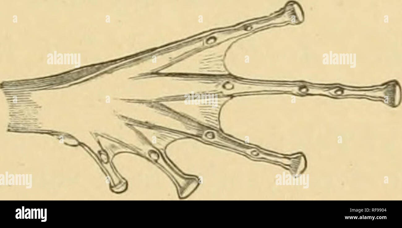 . Catalogue of the Batrachia Salientia s. Ecaudata in the collection of ...