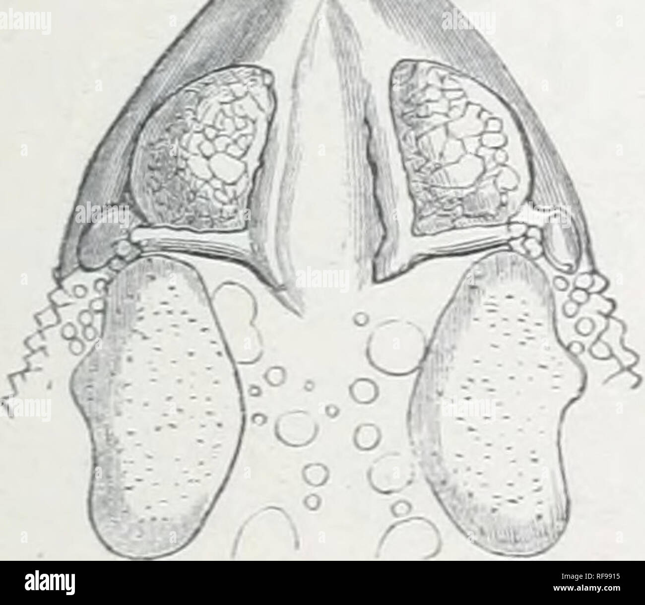 . Catalogue of the Batrachia Salientia s. Ecaudata in the collection of ...