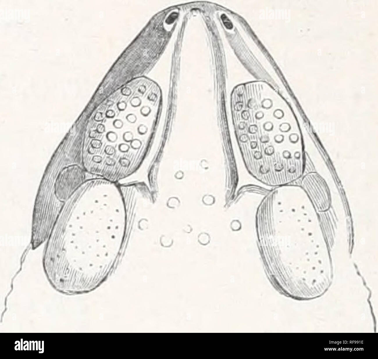 . Catalogue of the Batrachia Salientia s. Ecaudata in the collection of ...
