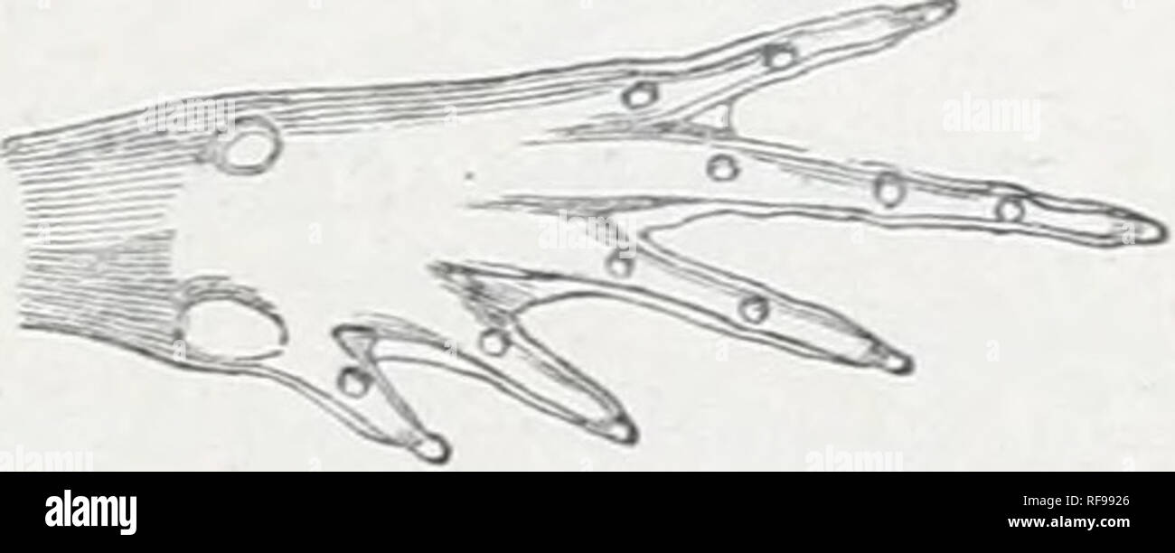 . Catalogue of the Batrachia Salientia s. Ecaudata in the collection of ...