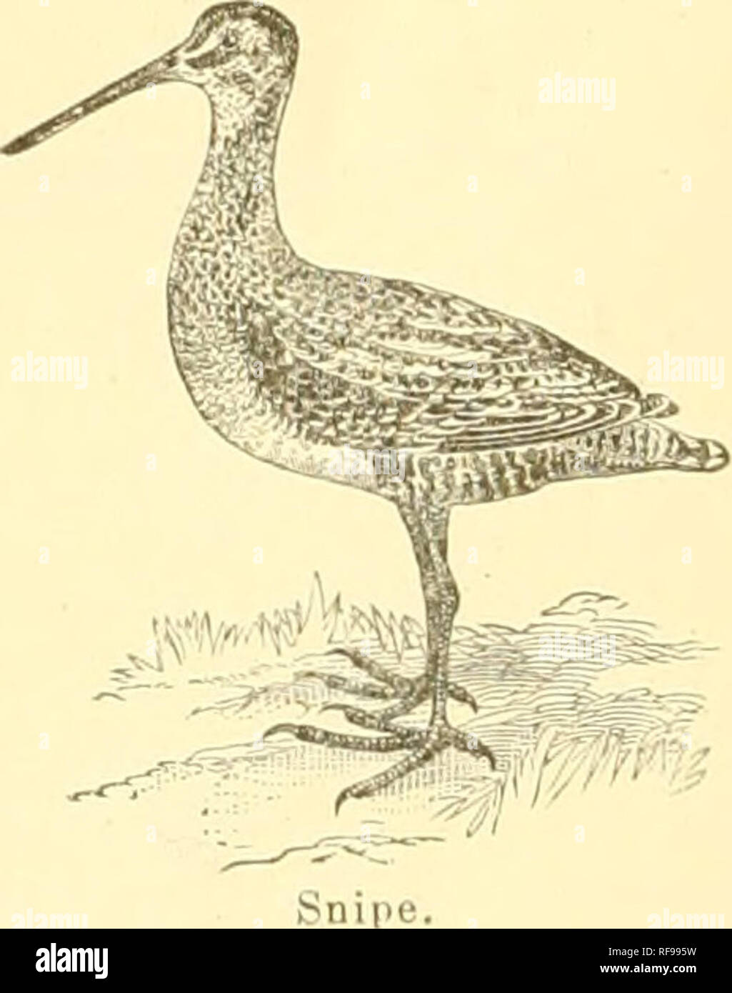 Common snipe eggs hi-res stock photography and images - Alamy