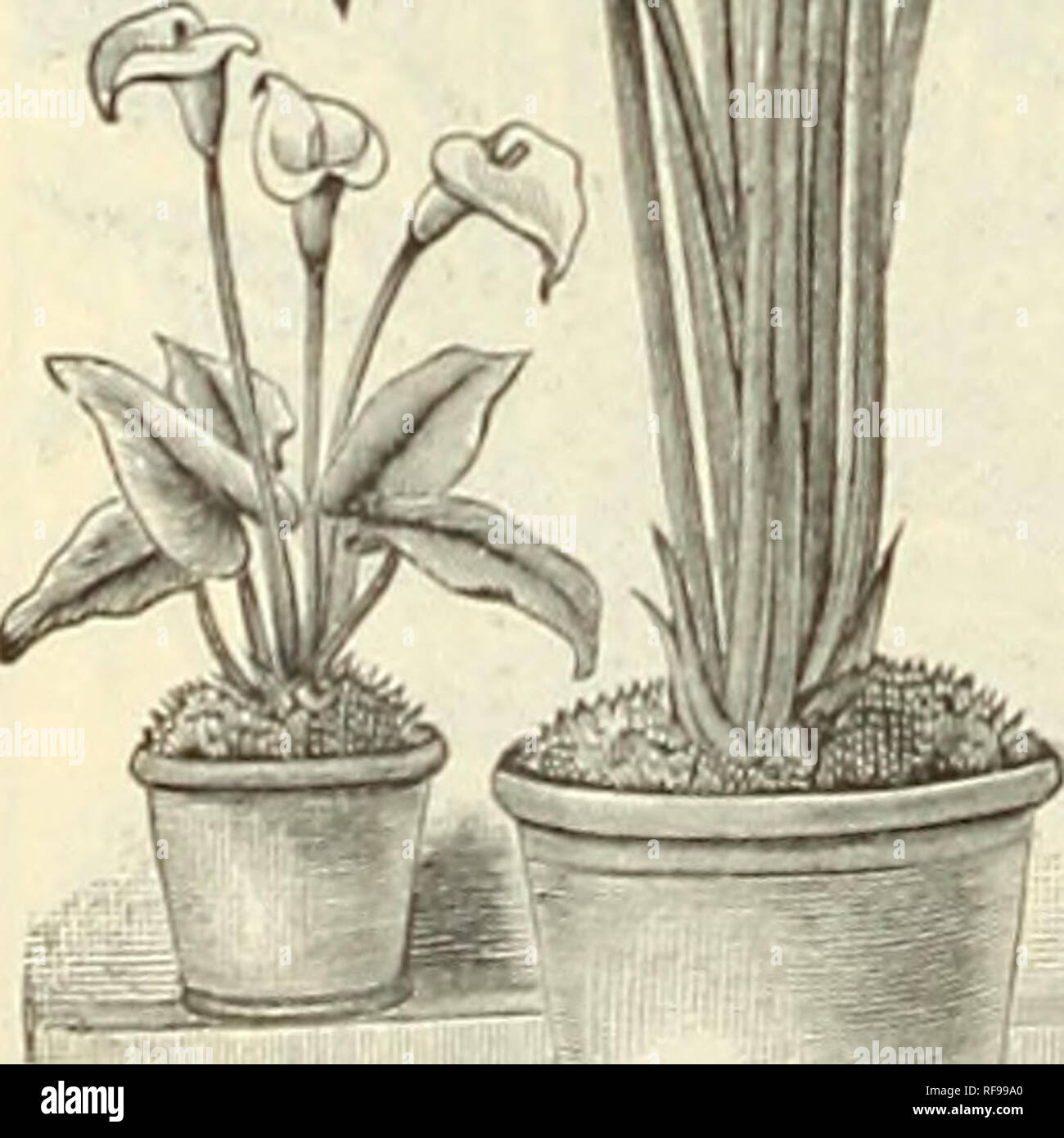 . Catalogue of autumn bulbs, seeds and small plants / W.W. Rawson & Co ...