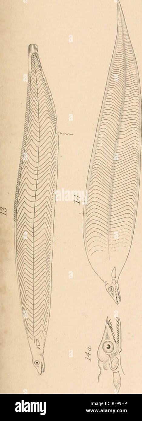 British fish illustrations hi-res stock photography and images - Alamy
