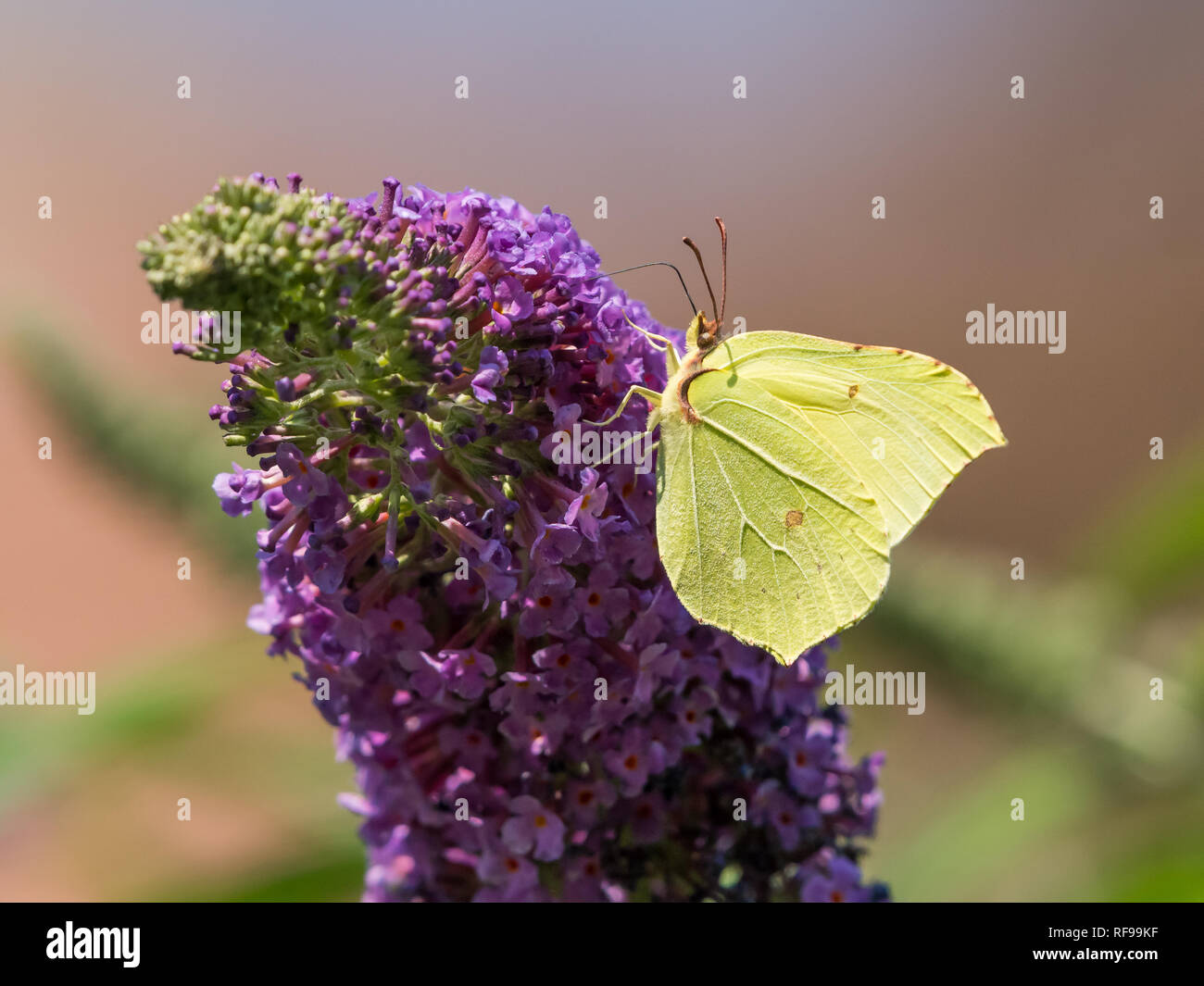 A common brimstone butterfly (Gonepteryx rhamni, Pieridae) sitting on ...