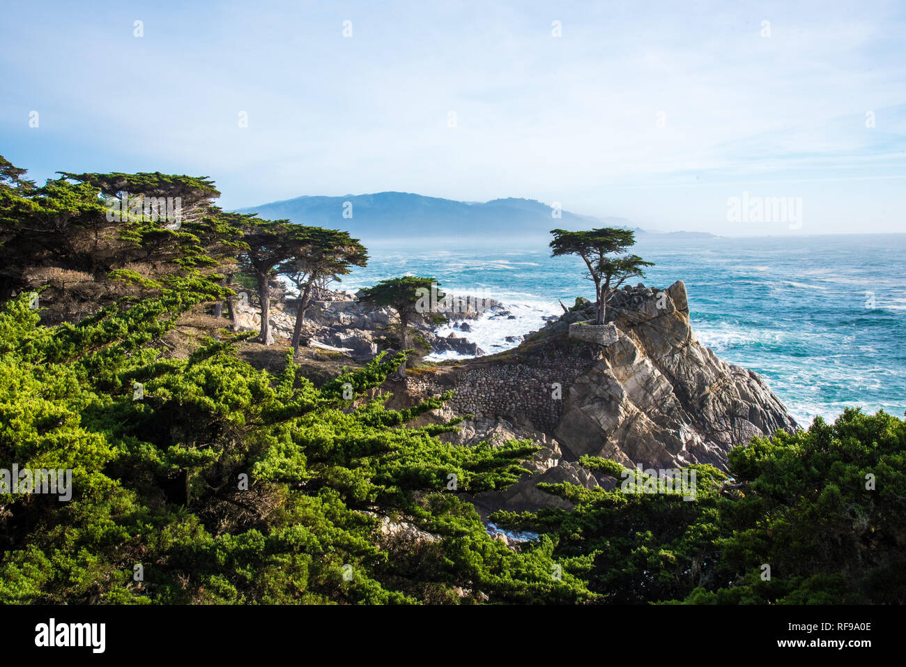 The Lone Cypress near Pebble Beach, CA Stock Photo - Alamy