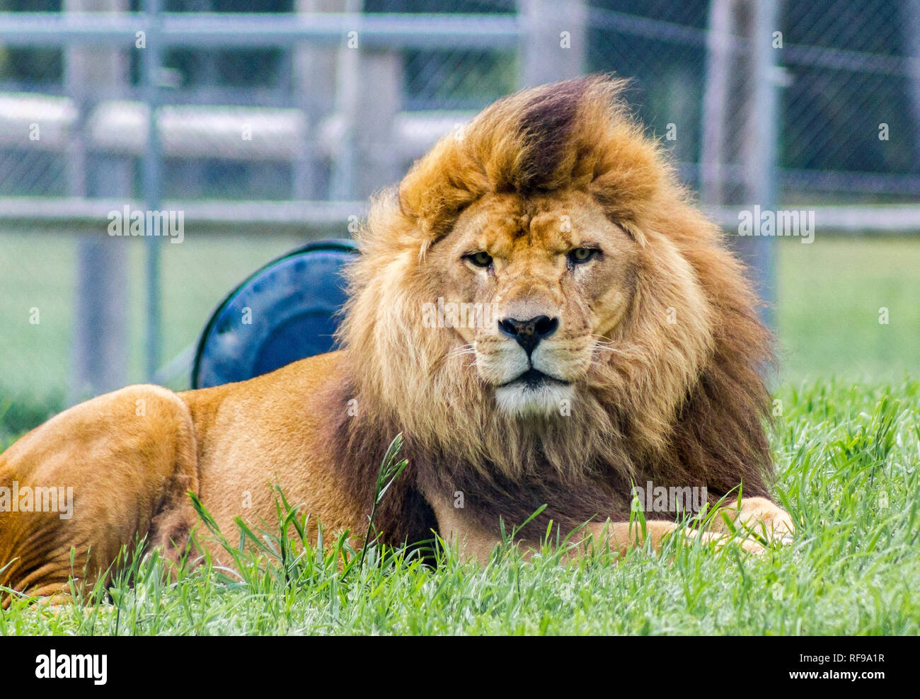 Single lion looking at camera in a zoo Stock Photo - Alamy
