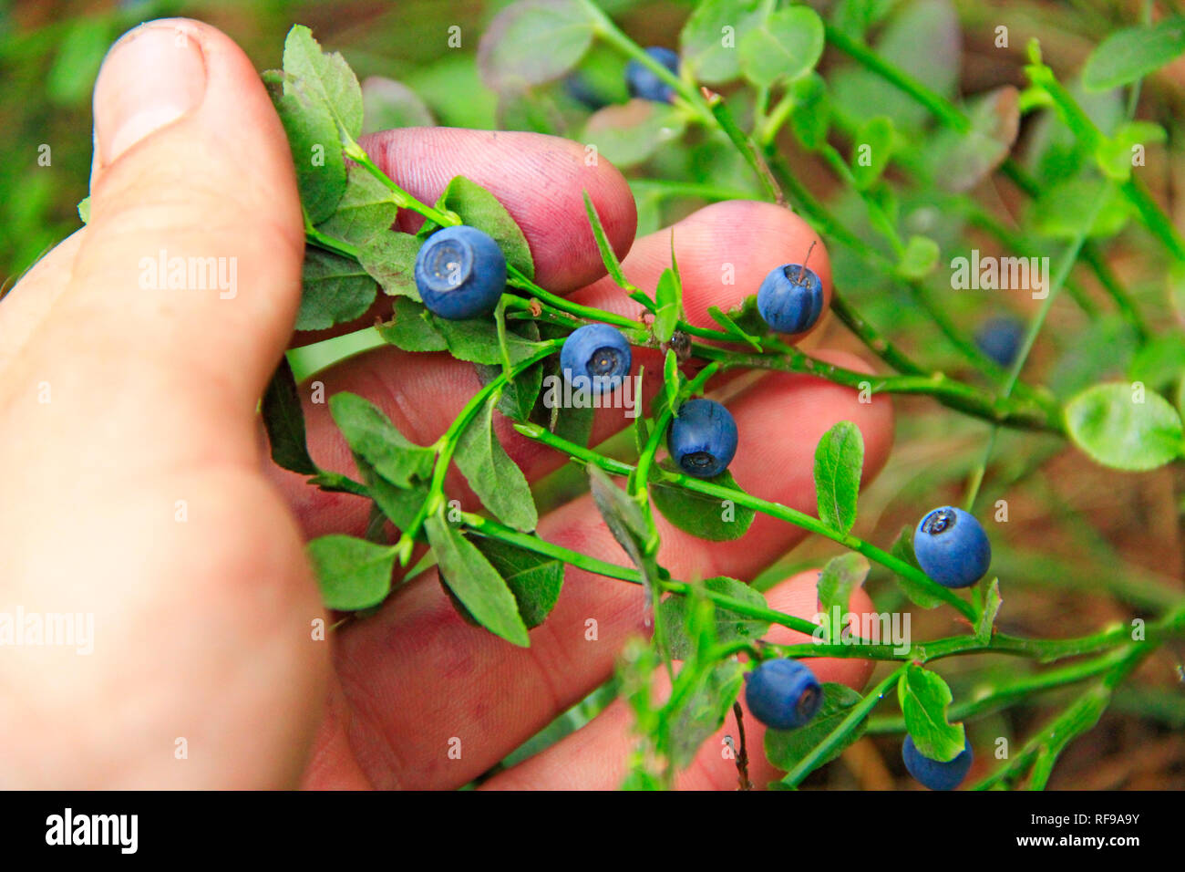 Human hand gathering wild berries. Harvesting whortleberries. Ripe dark ...