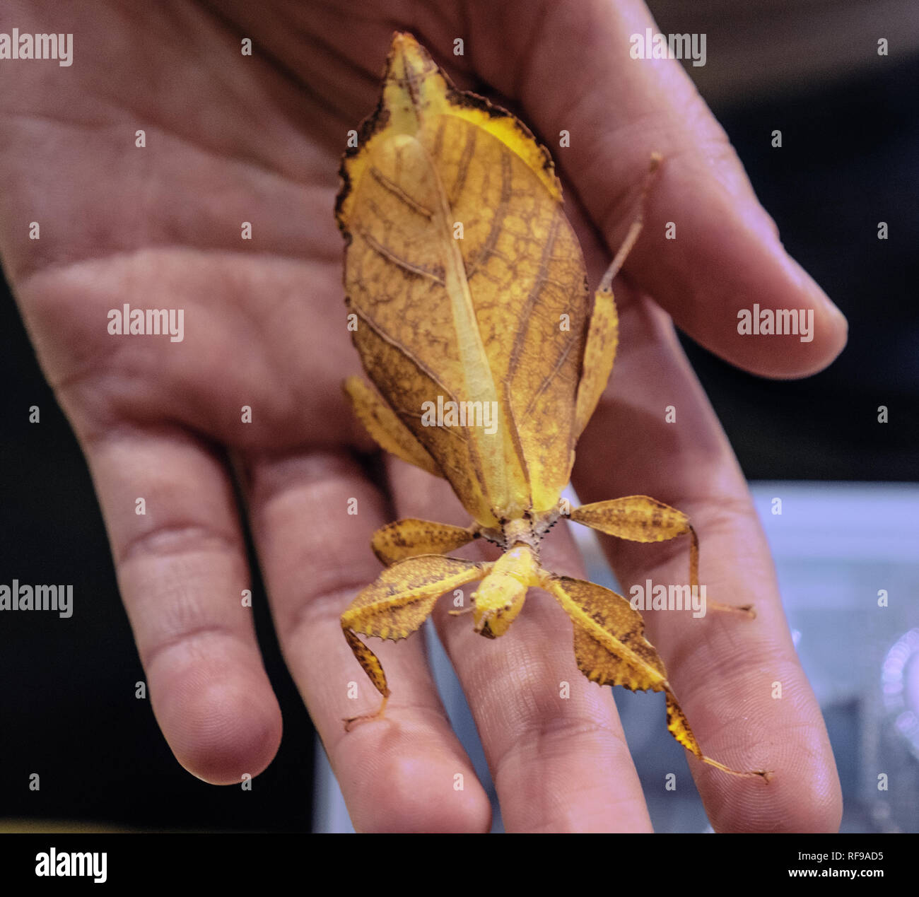 Walking stick insect camouflage hi-res stock photography and images - Alamy