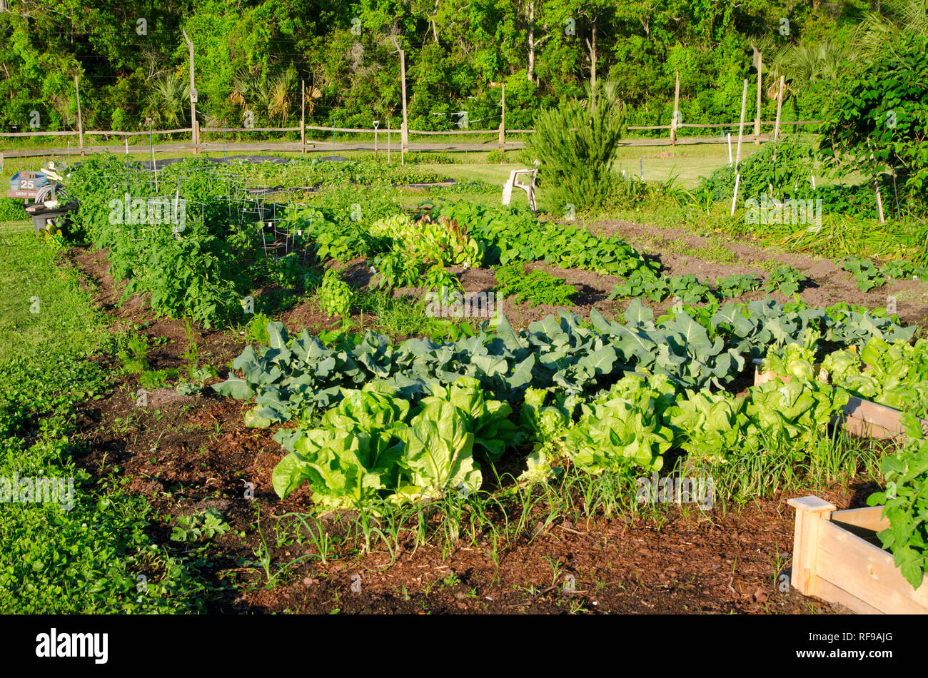 Kale urban garden hi-res stock photography and images - Alamy
