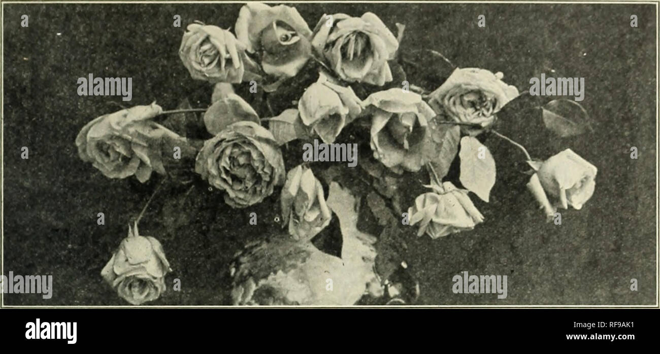 Rose fragrance cleopatra hi-res stock photography and images - Alamy