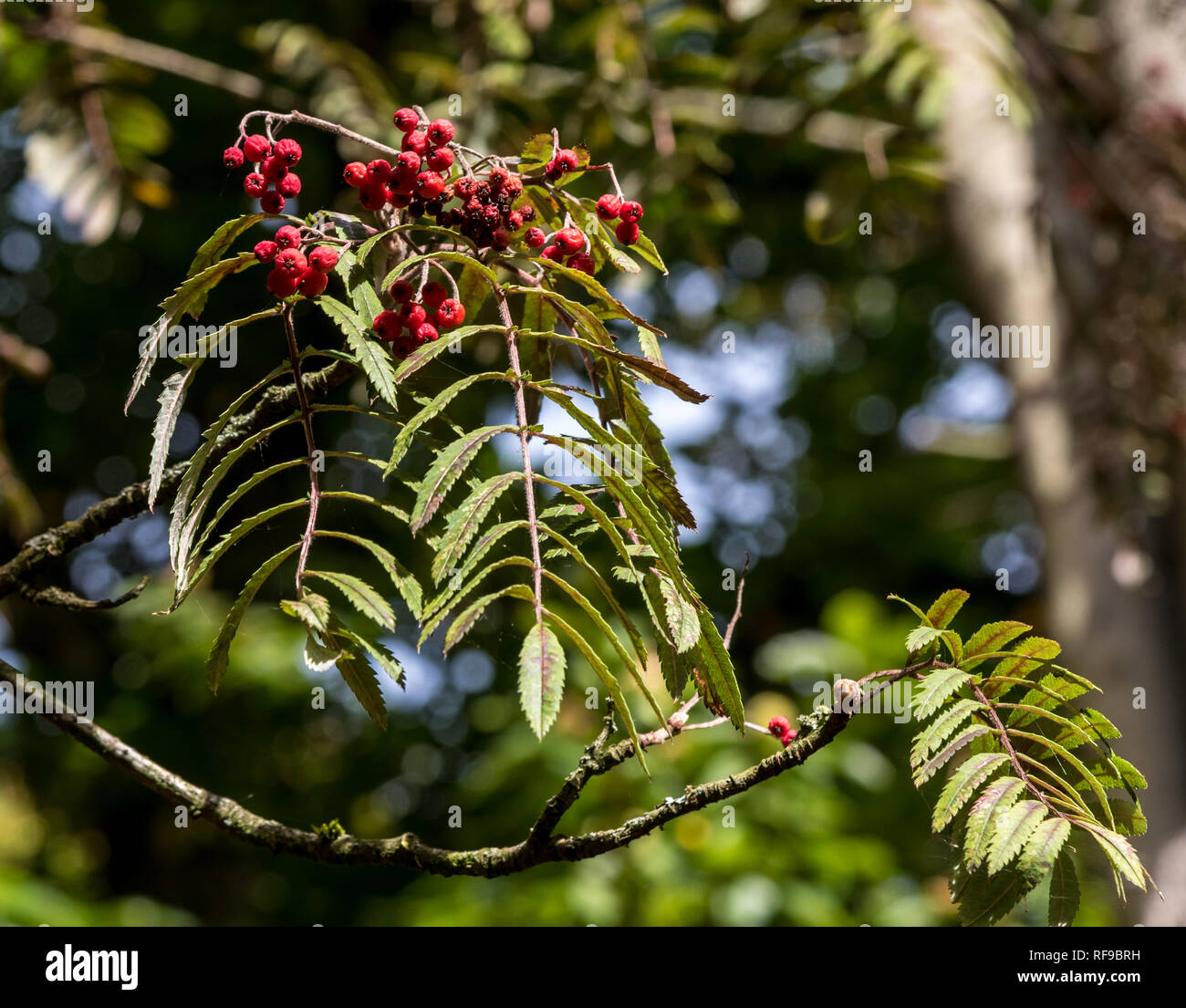 Berries berry gardening horticulture hi-res stock photography and ...