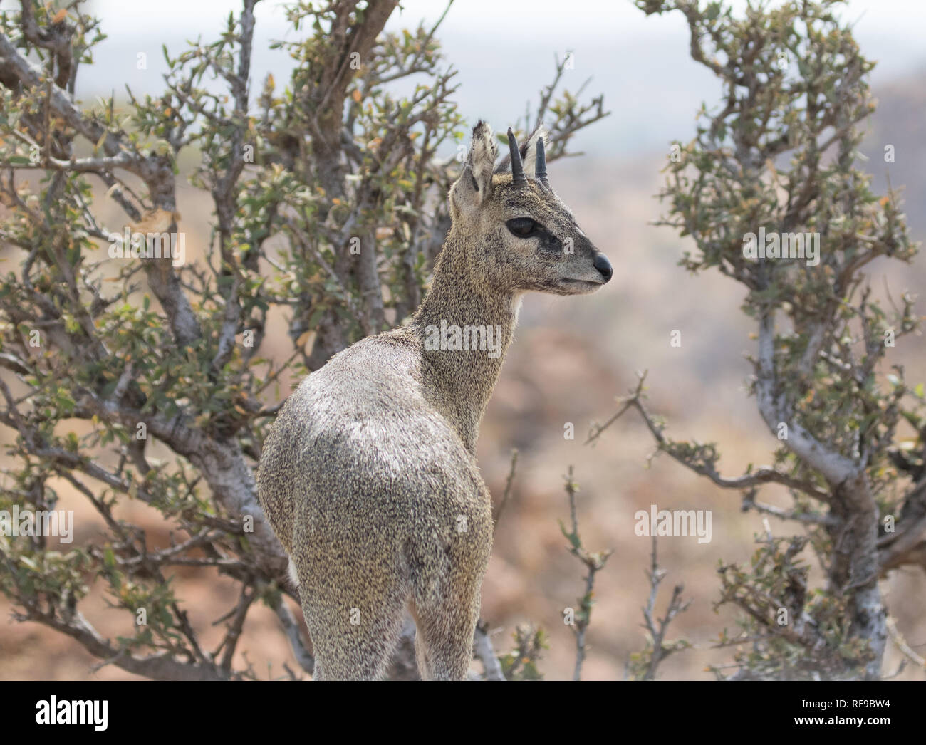 Klipspringer wildlife hi-res stock photography and images - Alamy