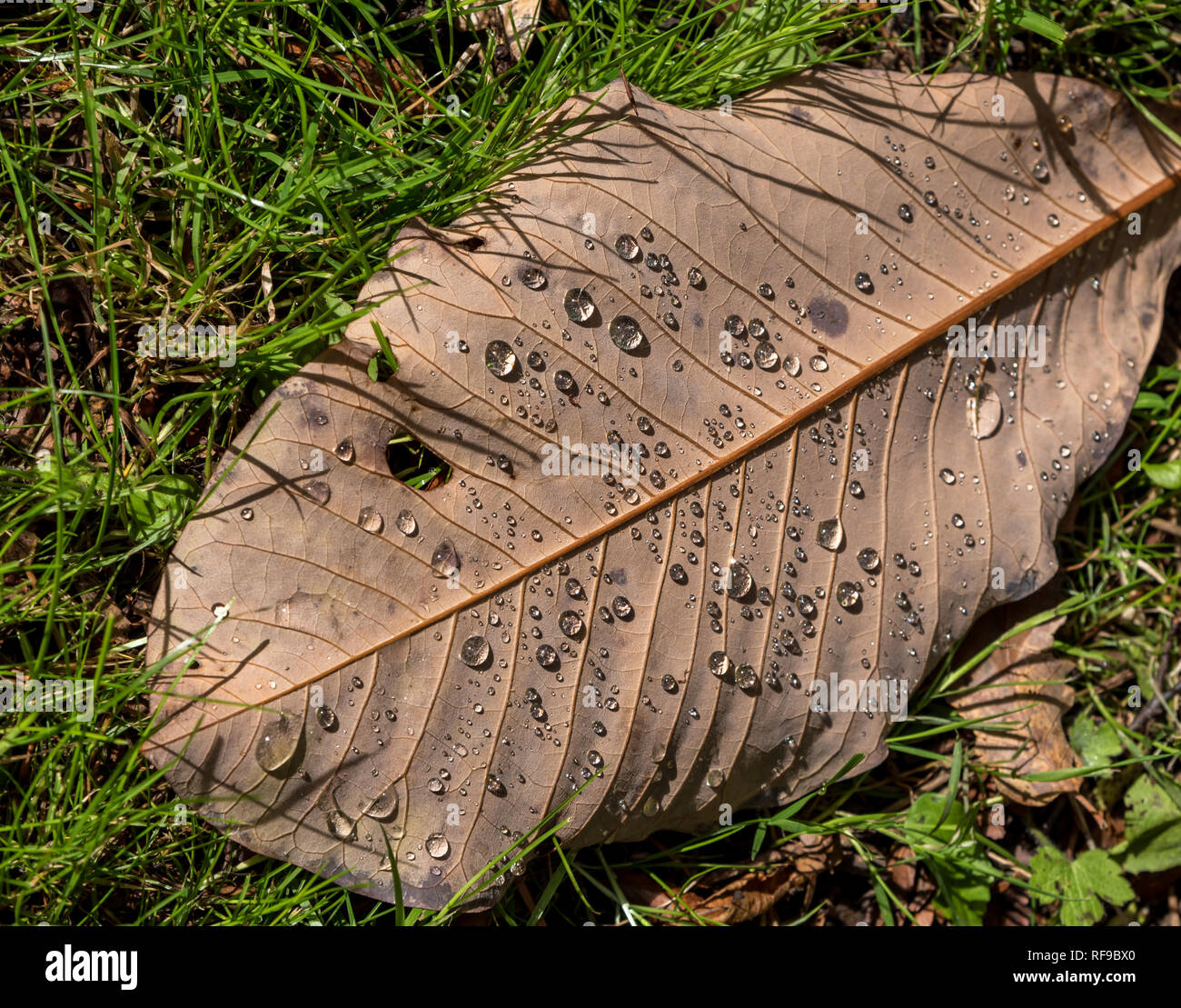 Fallen leaf hi-res stock photography and images - Alamy