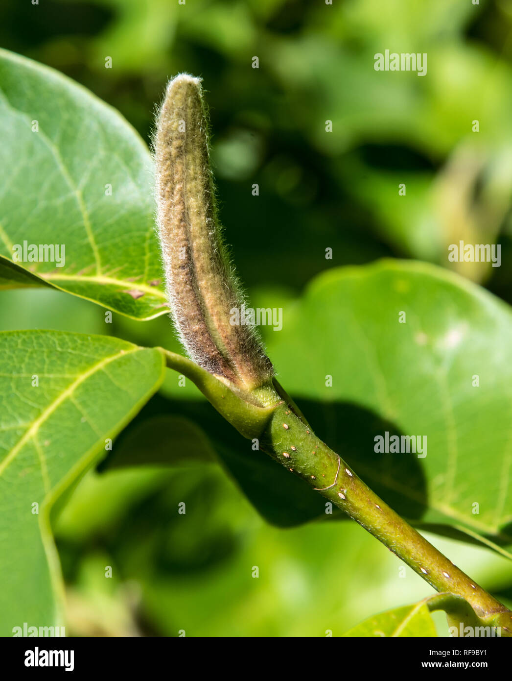 Magnolia tree growing in hi-res stock photography and images - Alamy