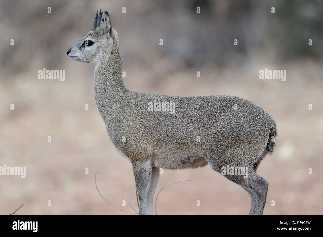 Klipspringer south africa hi-res stock photography and images - Alamy