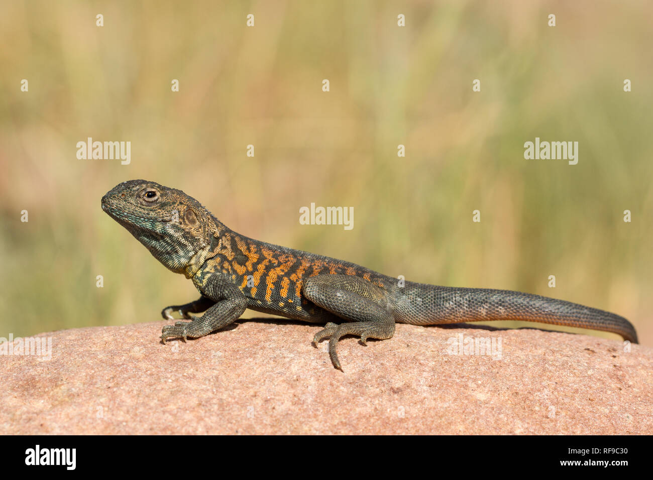 Red barred dragon hi-res stock photography and images - Alamy