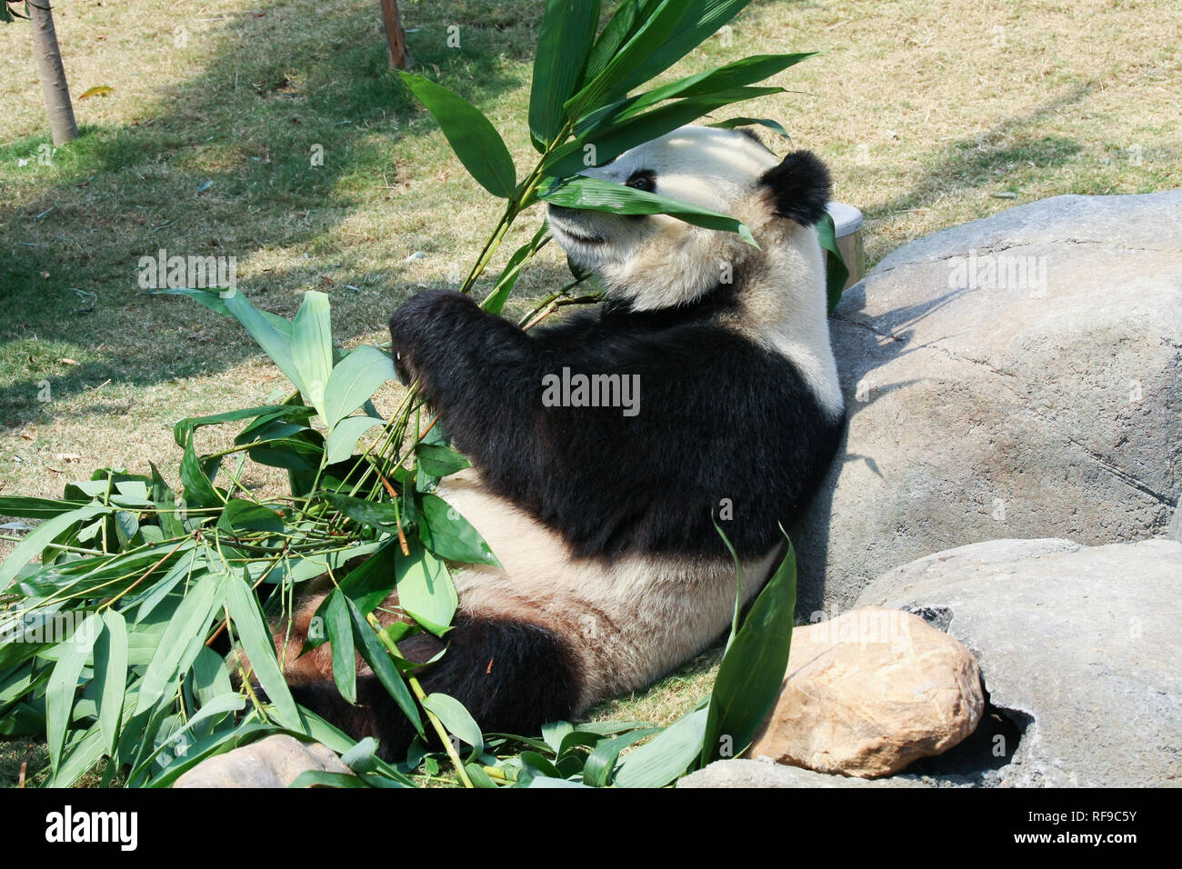 Panda eating bamboo Stock Photo - Alamy
