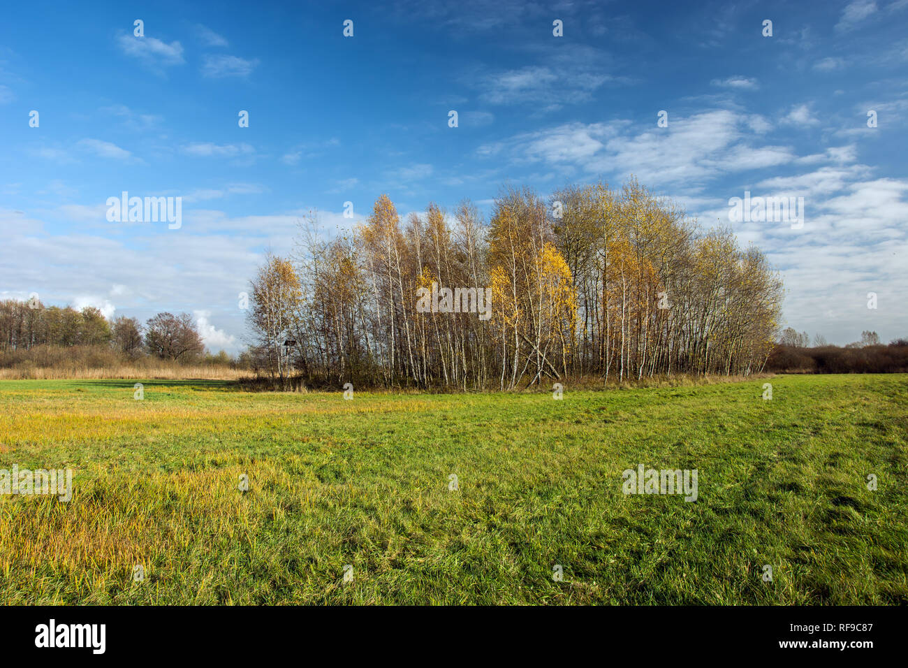Big green meadow, coppice and white clouds on blue sky - autumn view ...