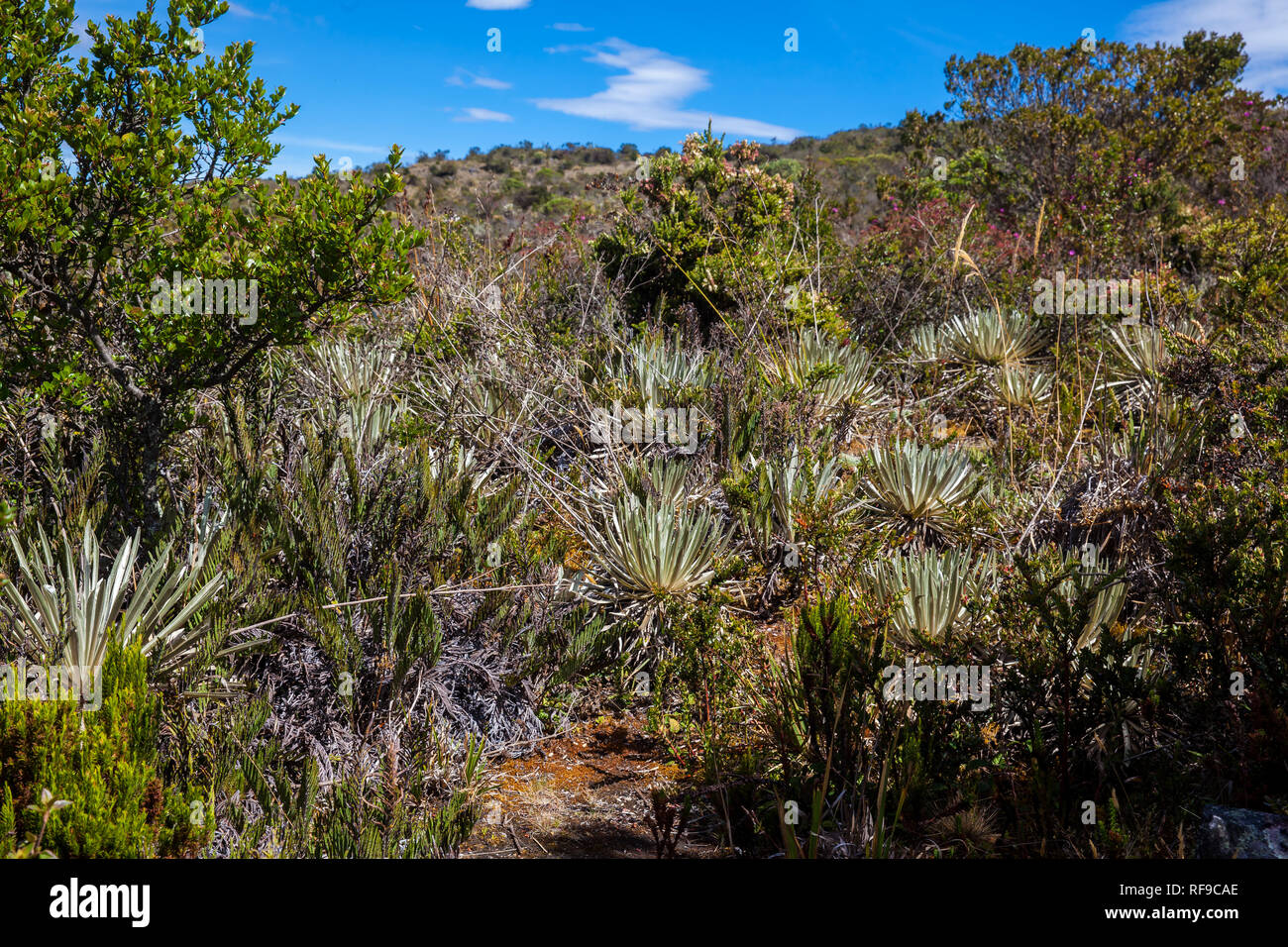 Typical vegetation of the paramo areas in Colombia Stock Photo - Alamy