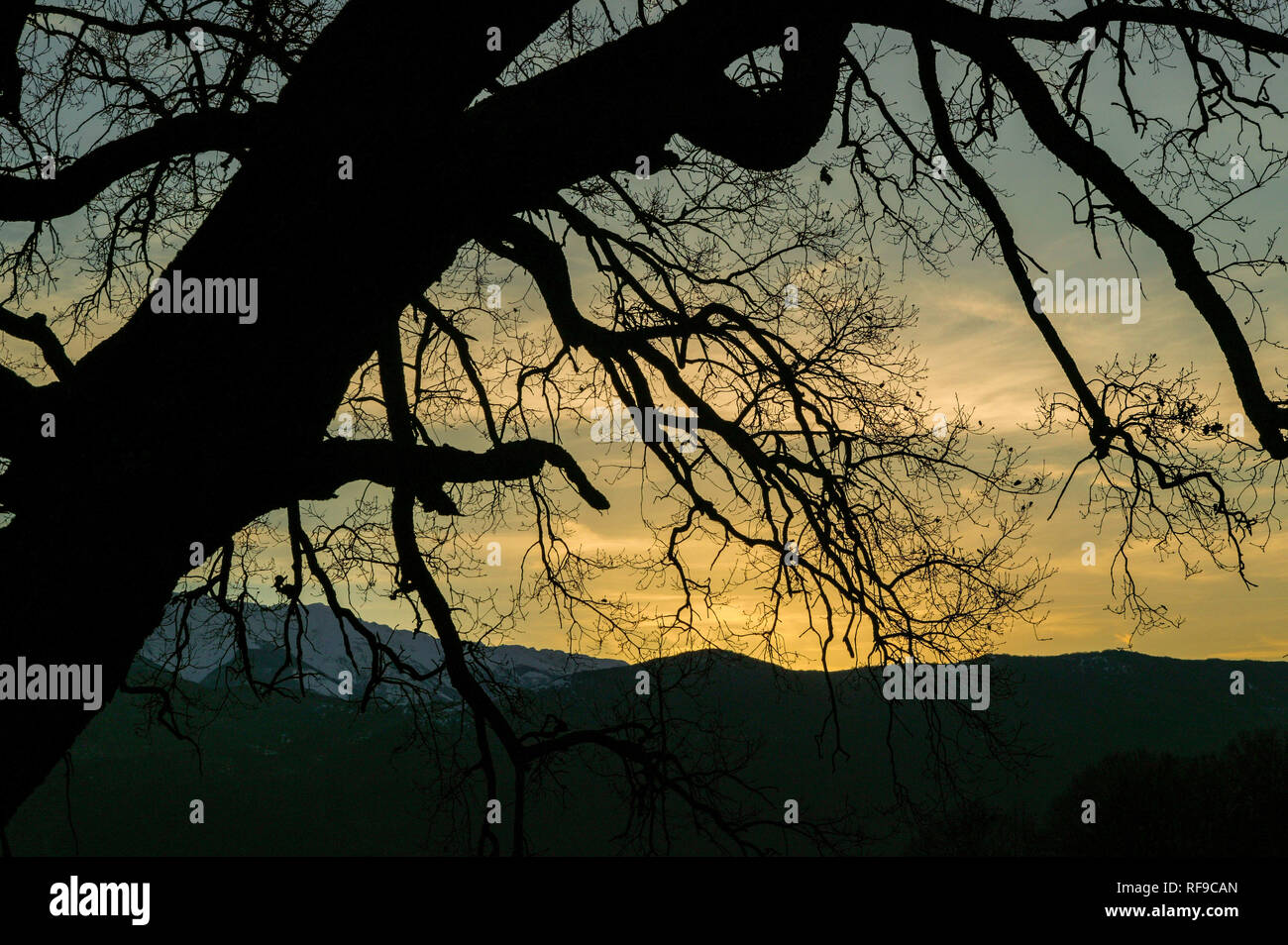 Oak trees leafless branches hi-res stock photography and images - Alamy