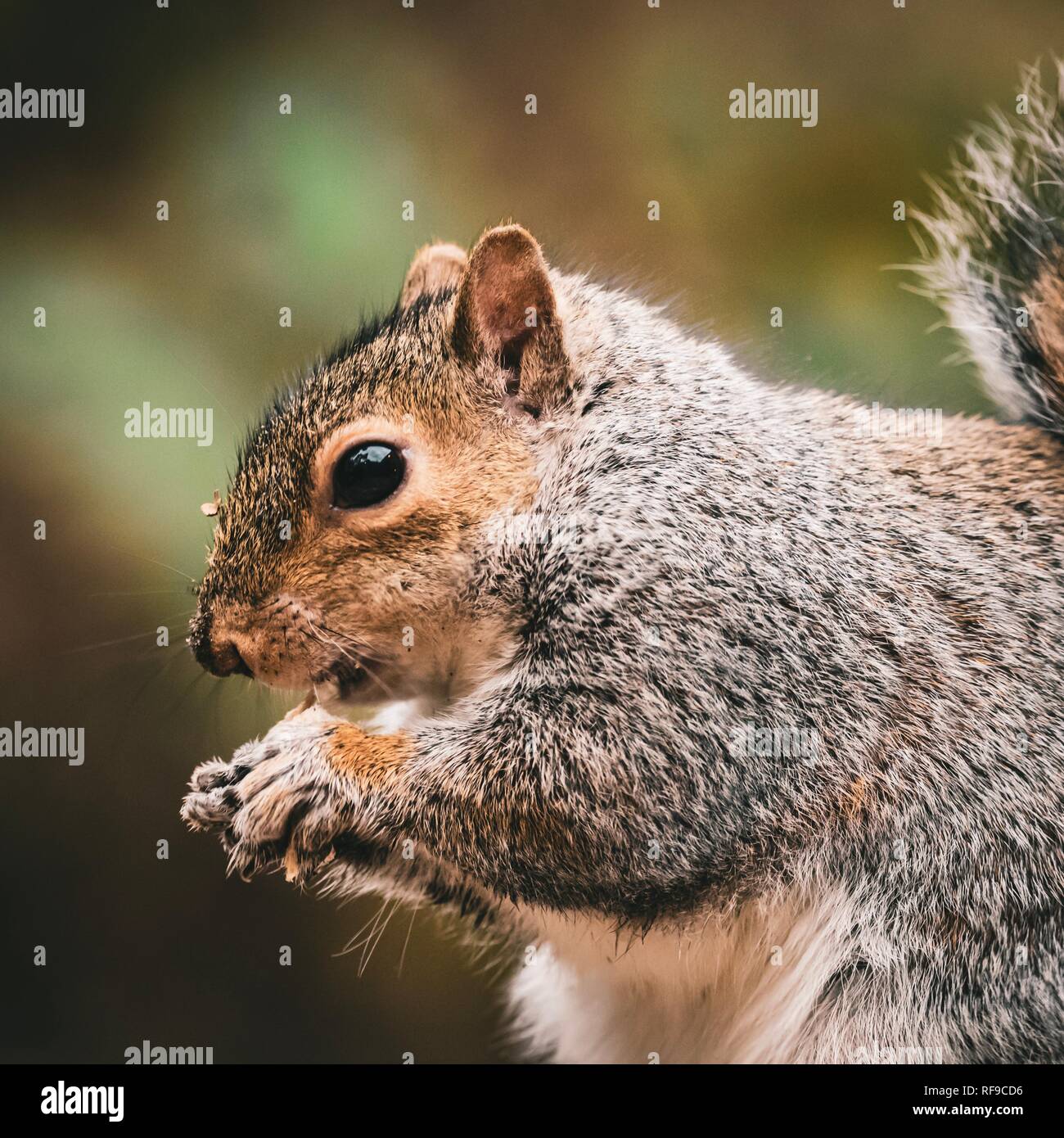 Rodent eye hi-res stock photography and images - Alamy