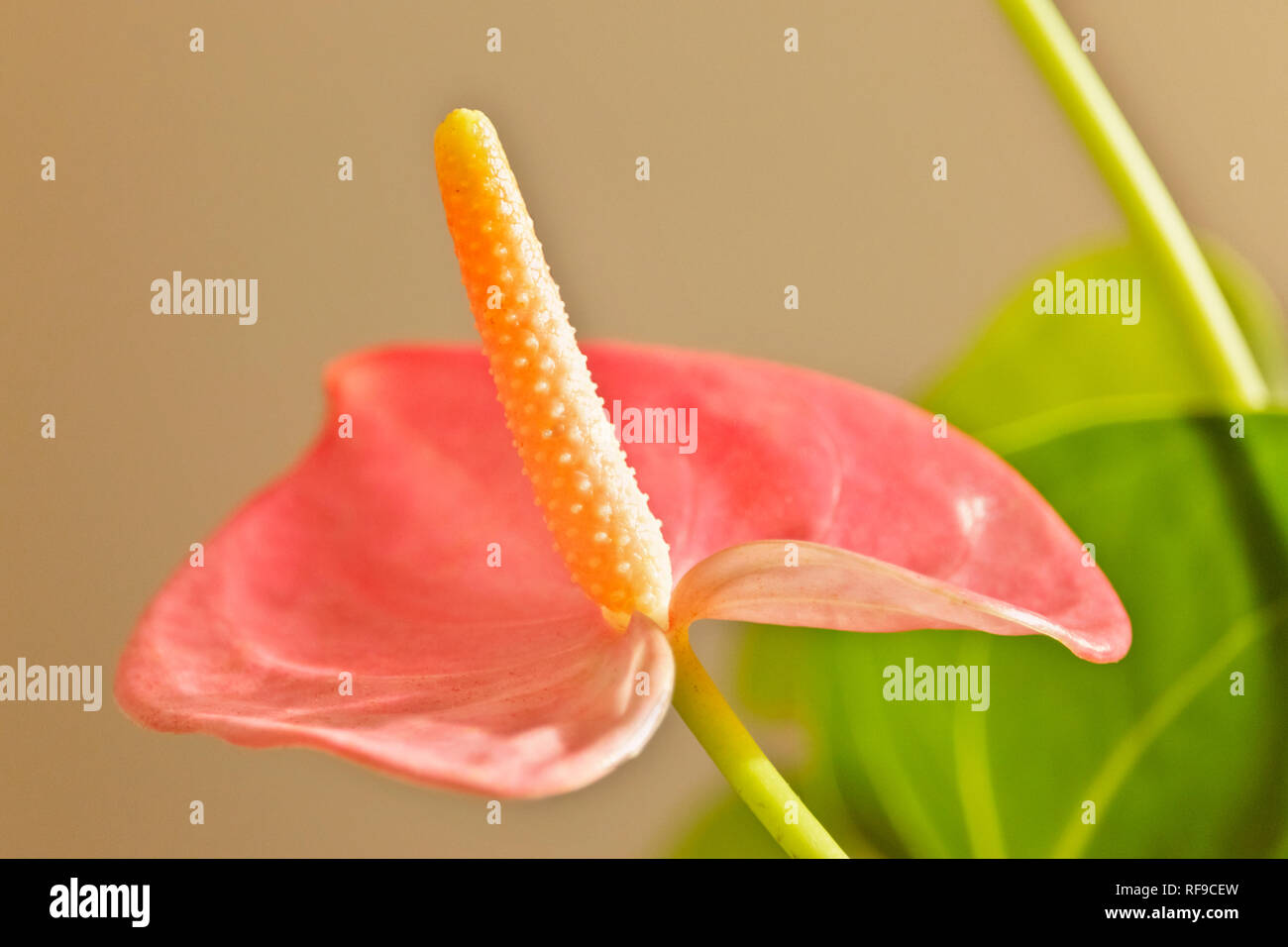 Red glossy spathe of anthurium plant with bright orange spadix , green ...