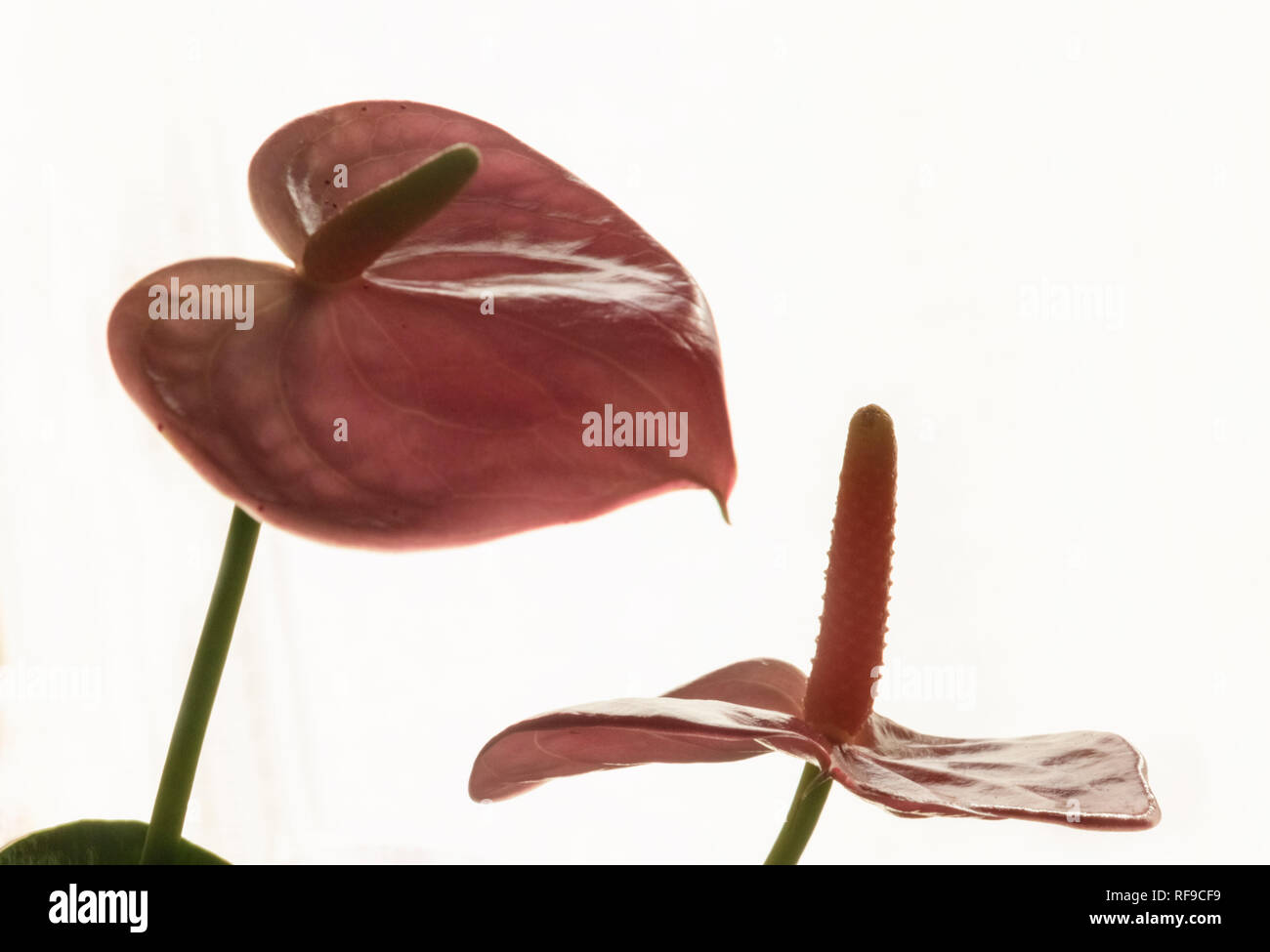 Beautiful red glossy spathe of anthurium plant with bright orange ...