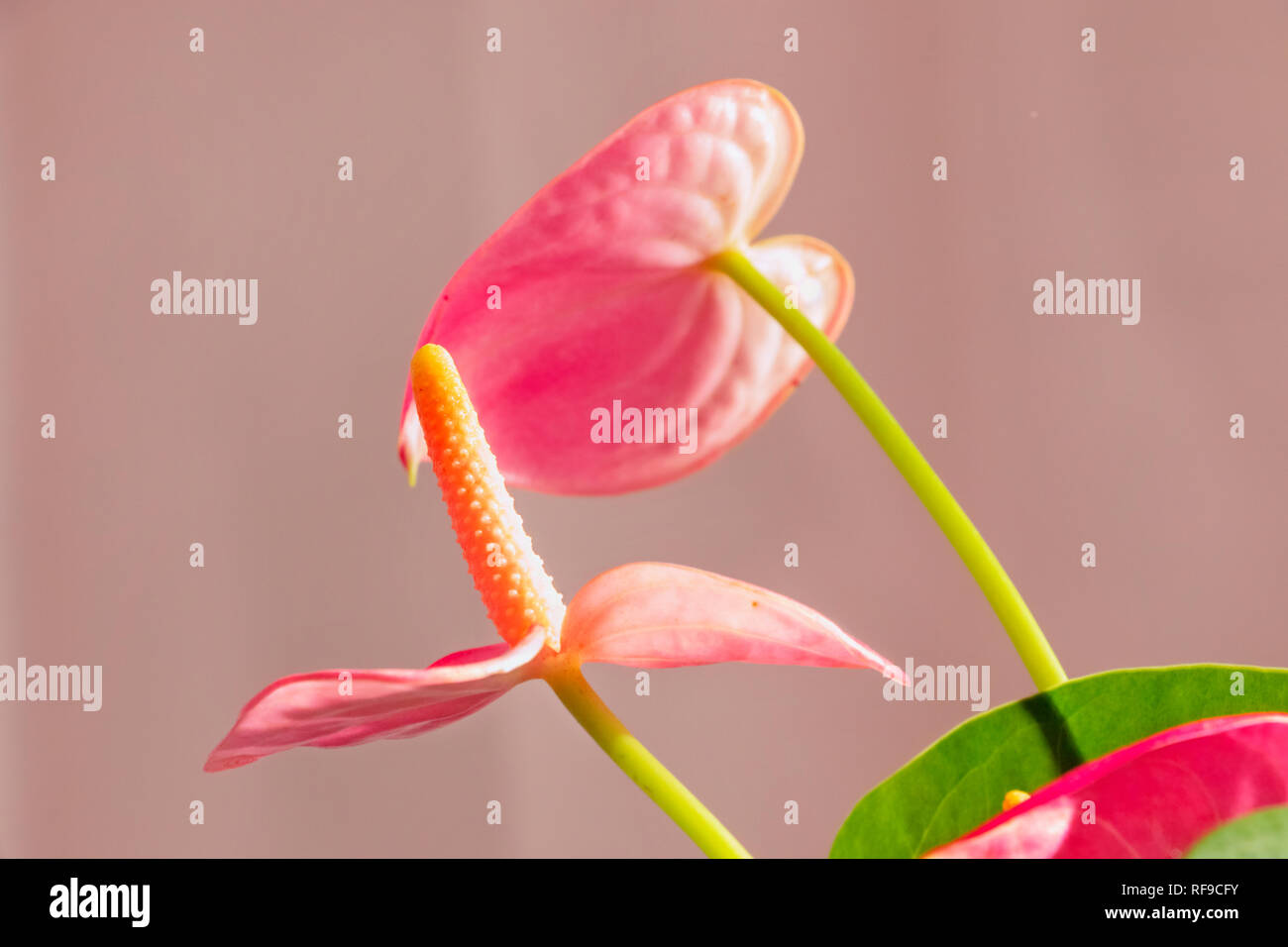 Beautiful red glossy spathe of anthurium plant with bright orange ...