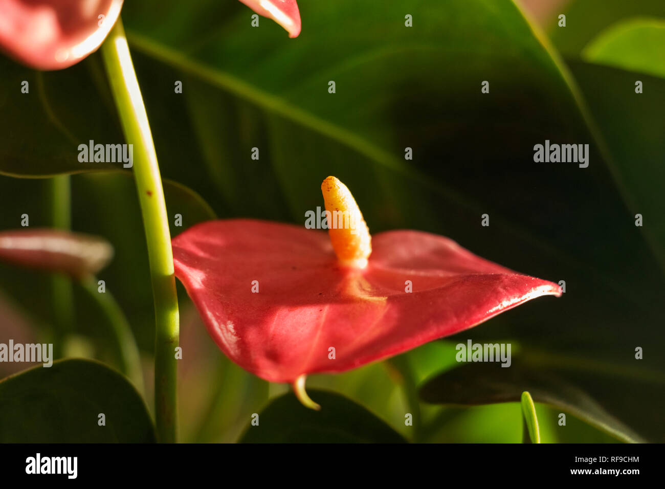 Anthurium Plant High Resolution Stock Photography and Images - Alamy