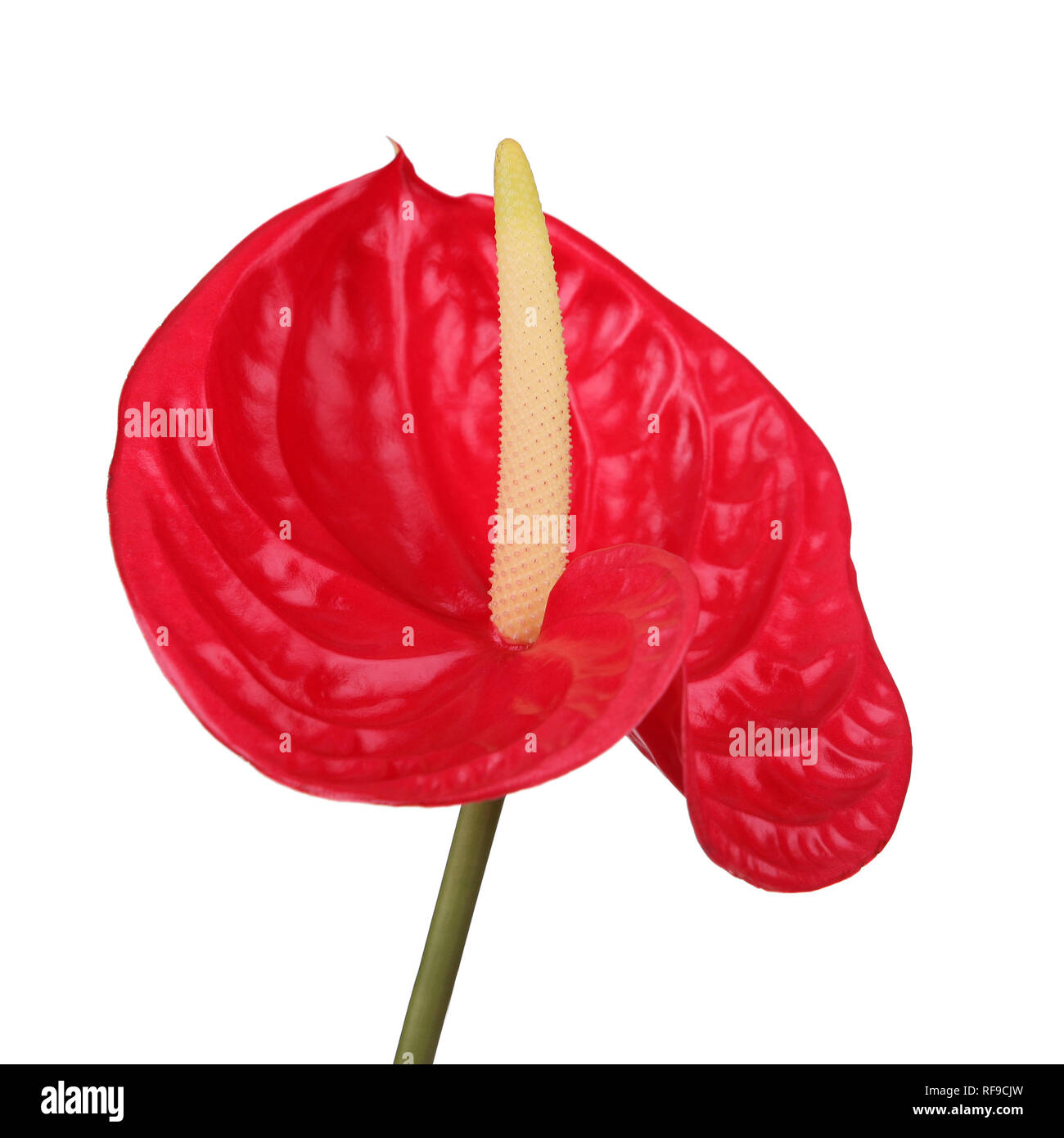 Red flamingo flower, isolated on white Stock Photo - Alamy