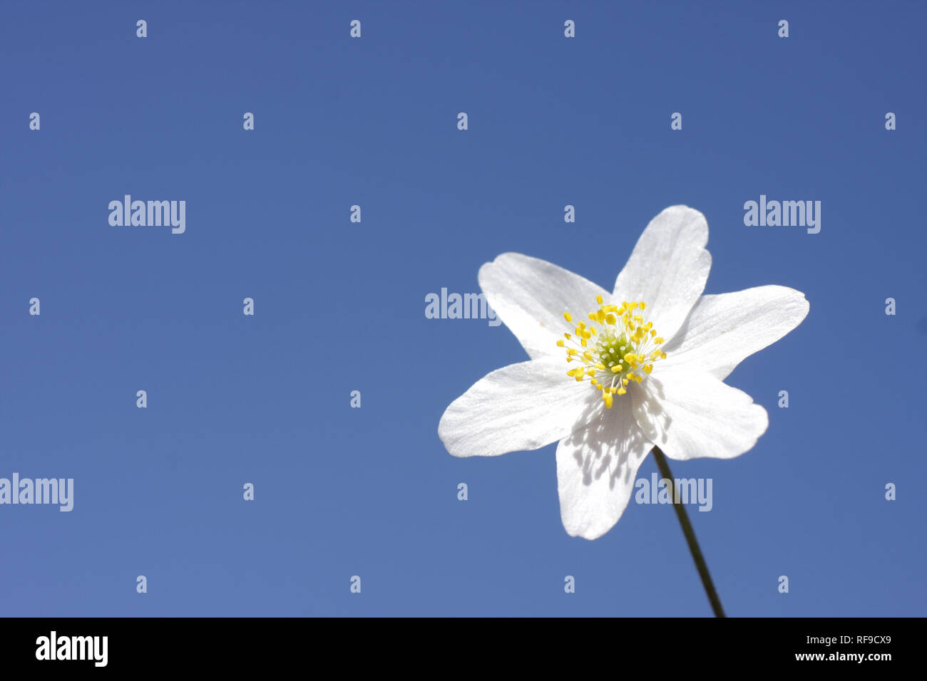 Three leaved Anemone flower against blue sky Stock Photo - Alamy