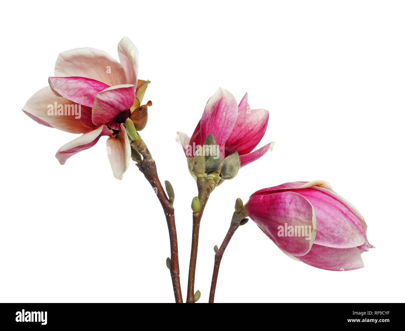 Magnolia flower isolated on white Stock Photo - Alamy