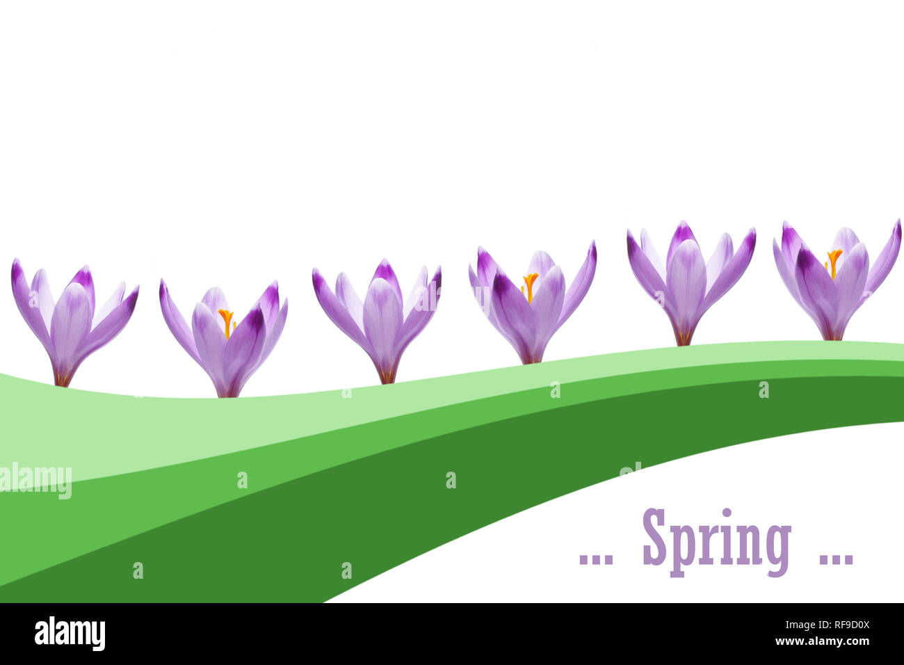 Crocus flowers with green border Stock Photo - Alamy