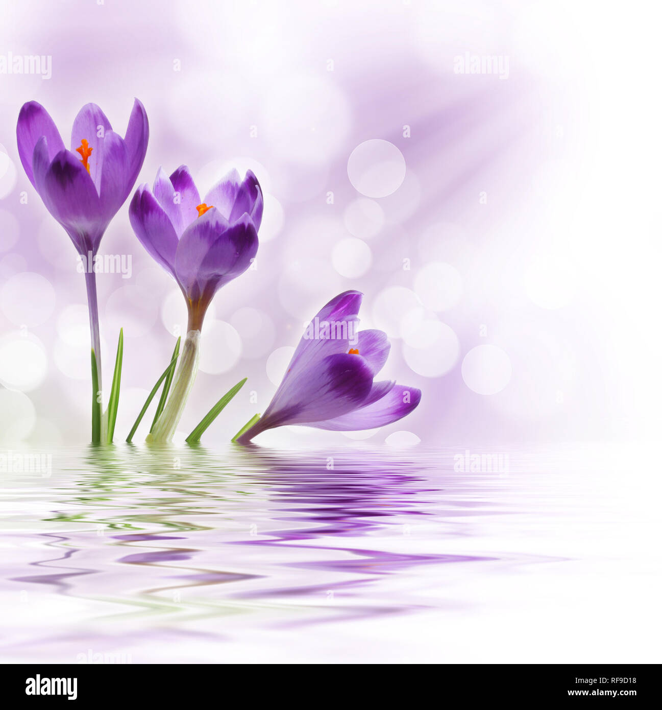 Three crocus hi-res stock photography and images - Alamy