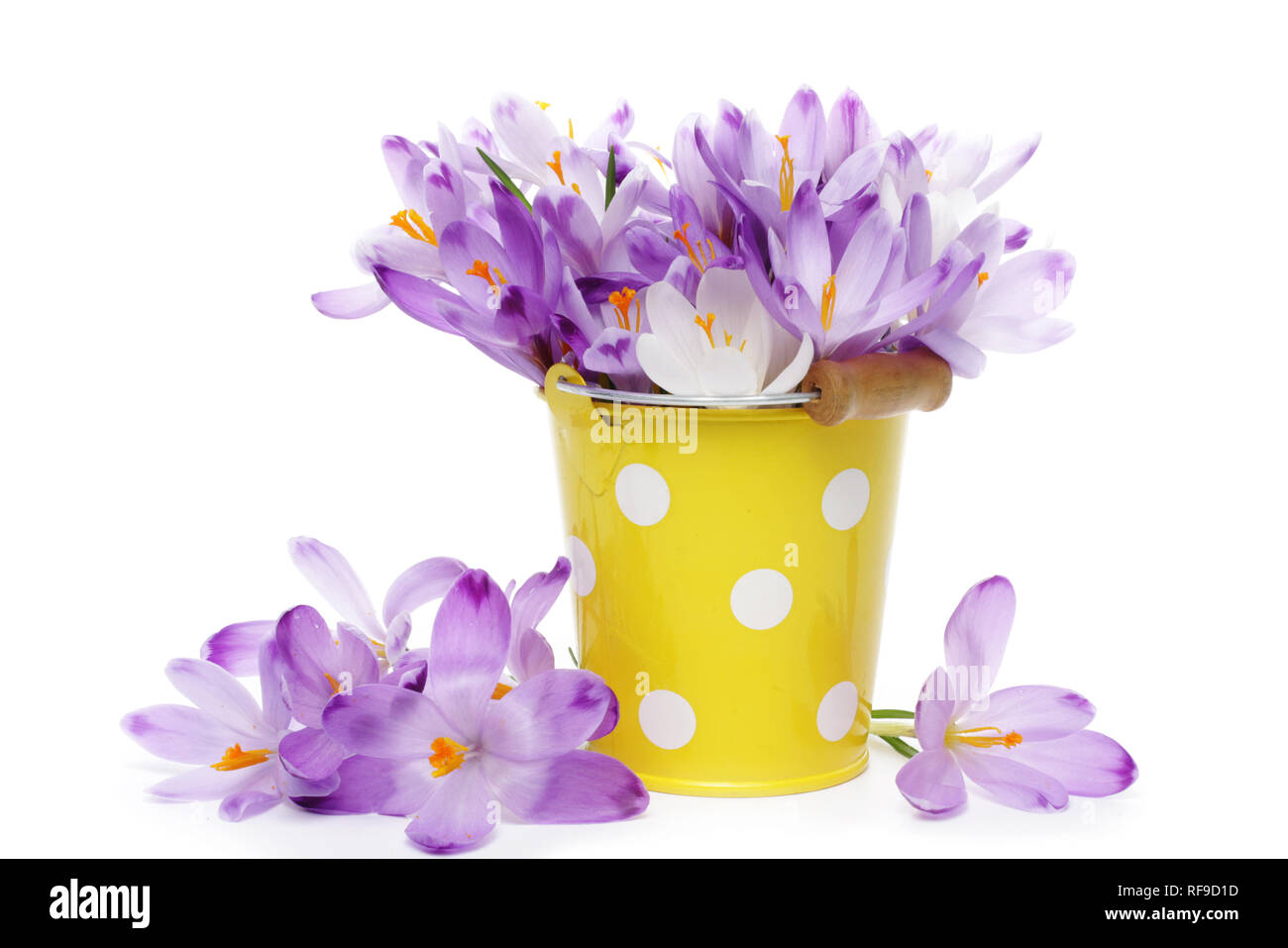 Crocus flowers in yellow bucket, isolated on white Stock Photo - Alamy