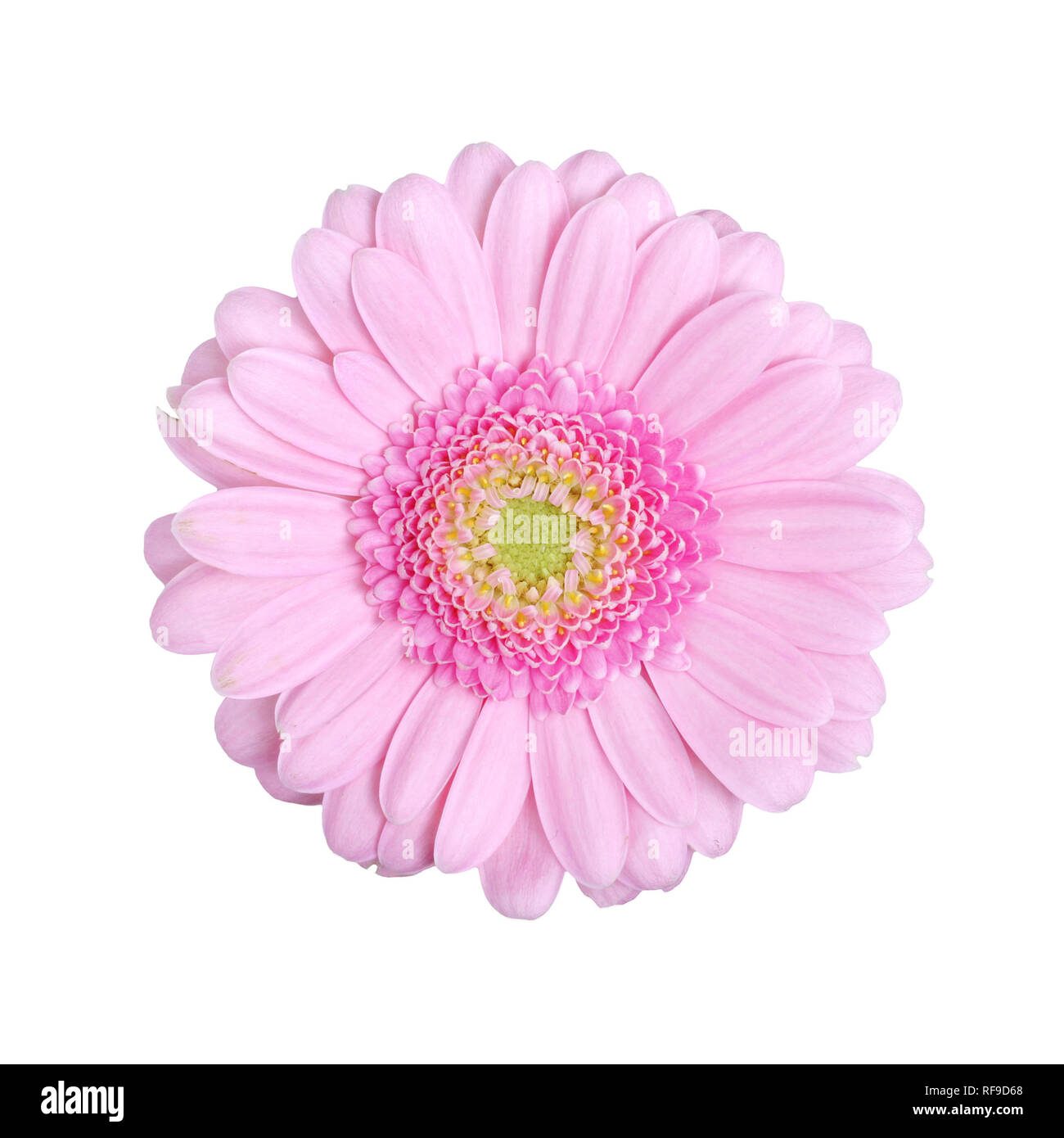 One gerbera flower isolated on white Stock Photo - Alamy
