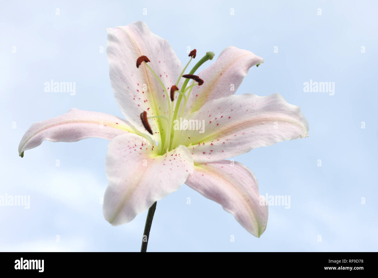 Single lily flower against blue sky Stock Photo - Alamy
