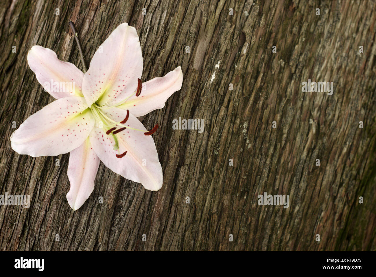 Single lily flower hi-res stock photography and images - Alamy