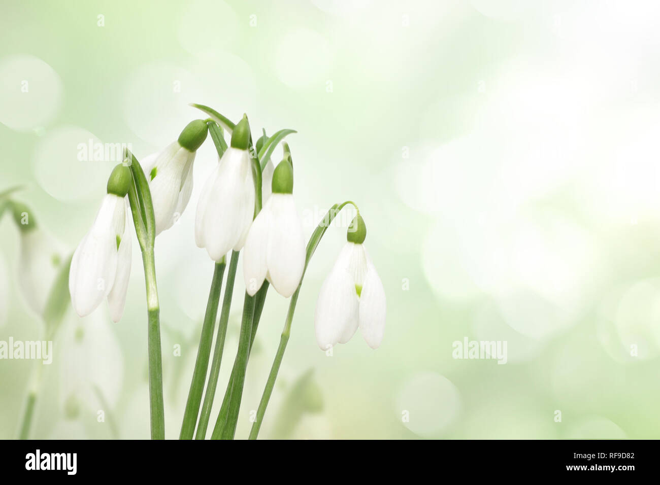 Snowdrop flowers isolated on white Stock Photo - Alamy