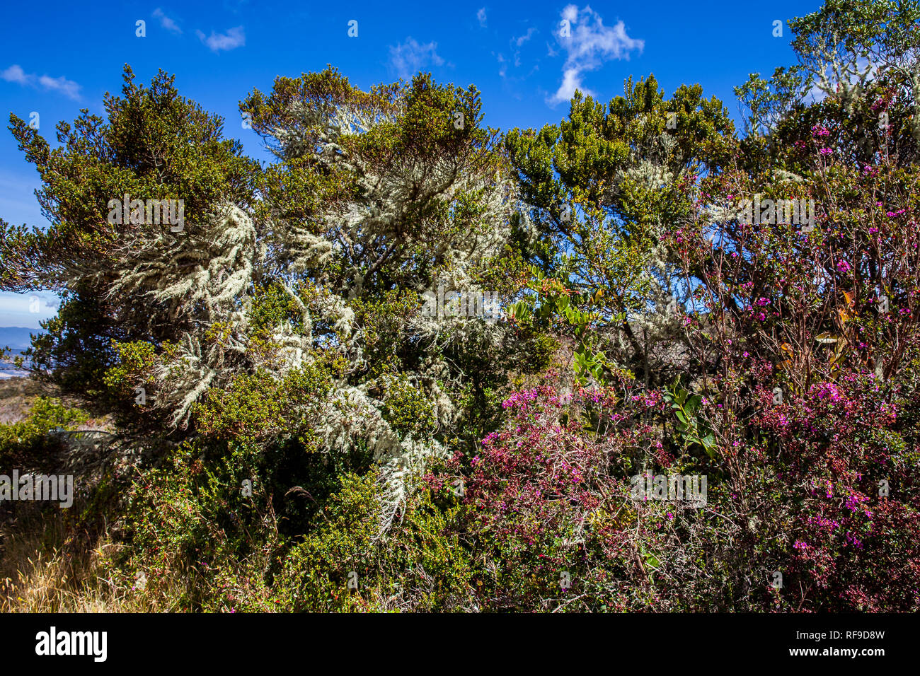 Typical vegetation of the paramo areas in Colombia Stock Photo - Alamy