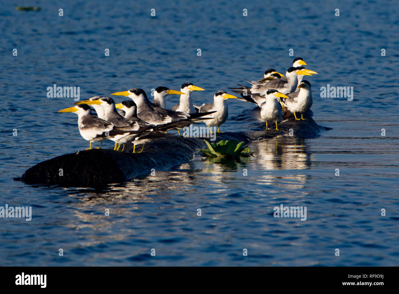Large-billed terns, Phaetusa simplex, rest on a log in an oxbow lake in ...