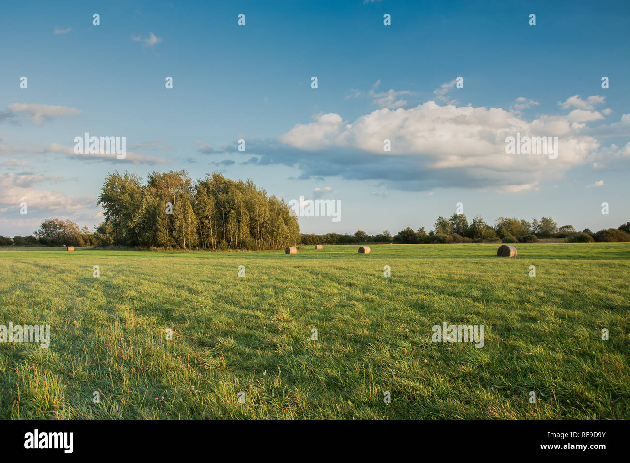 Field copse blue sky cloud hi-res stock photography and images - Alamy