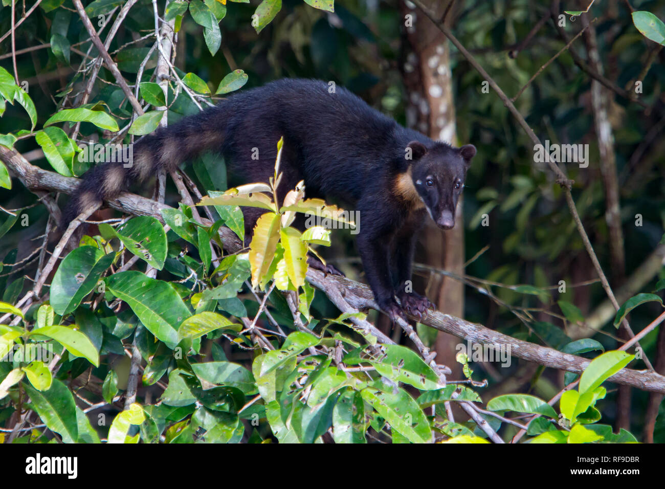 Ring tailed coati peru hi-res stock photography and images - Alamy