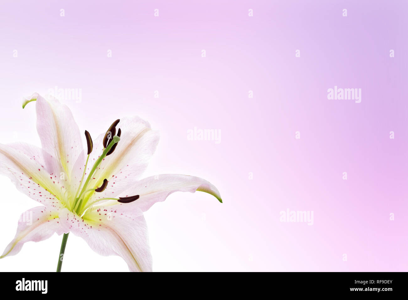 Lily flower background with pink gradient Stock Photo - Alamy