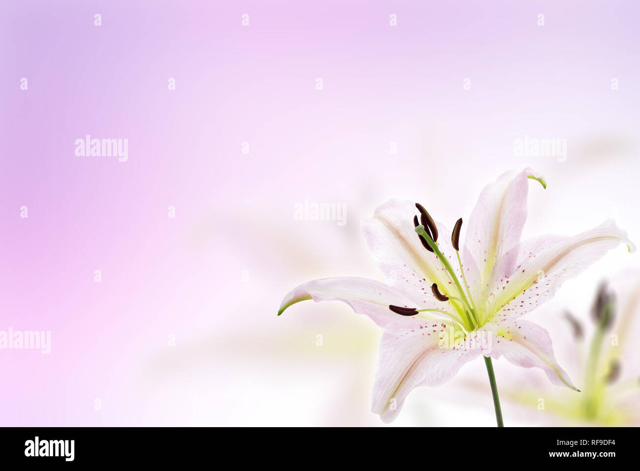 Lily flower background with pink gradient Stock Photo - Alamy